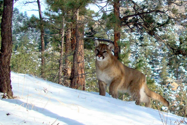 Mountain Lions in Northern Colorado – How On Earth